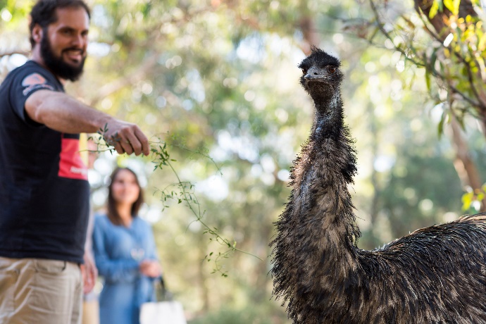 narana cultural centre,accommodation geelong,aboriginal centre,things to do